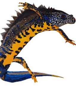 Nature & Conservation - Surrey Hills National Landscape