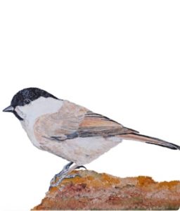 Nature & Conservation - Surrey Hills National Landscape