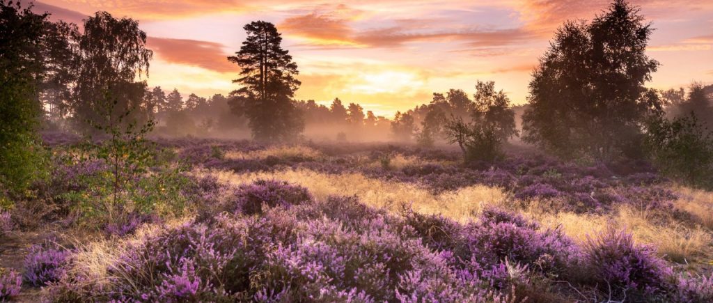Wealden Heaths National Nature Reserve - Surrey Hills National Landscape
