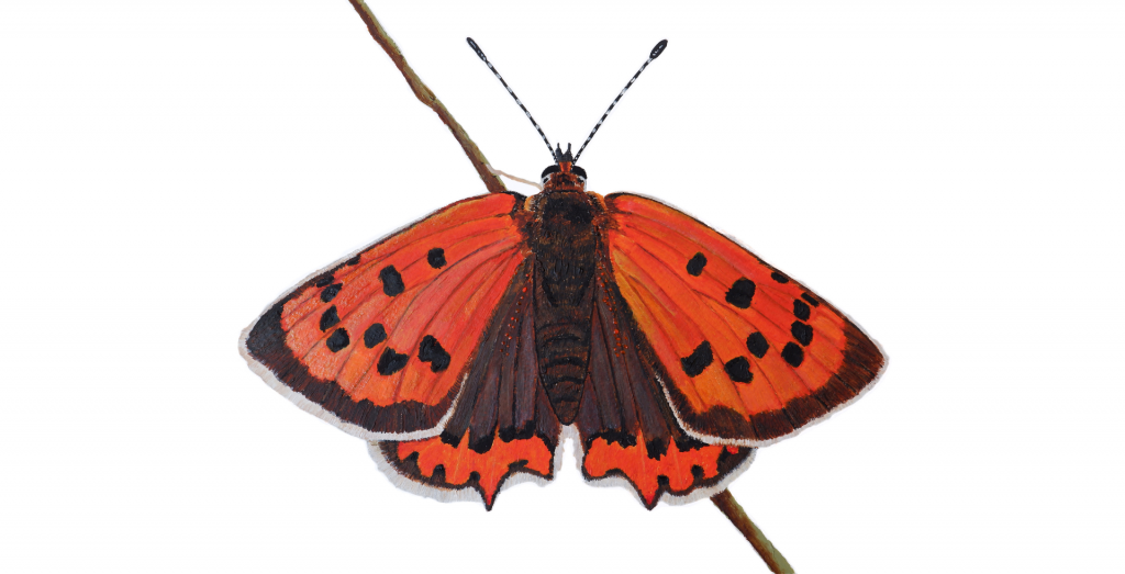Small Copper - Surrey Hills National Landscape