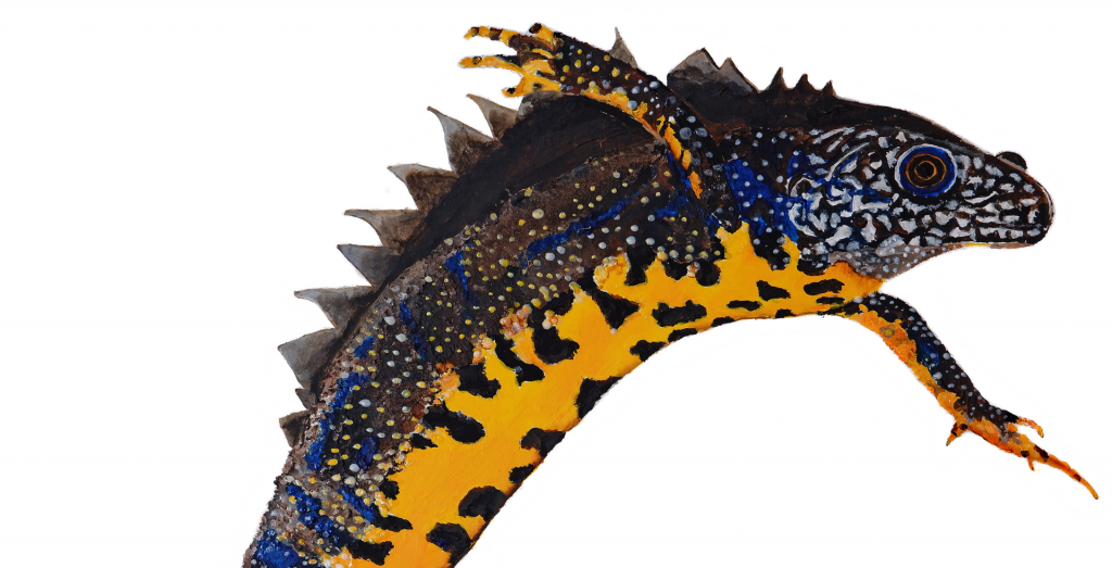 Great-crested newt - Surrey Hills National Landscape