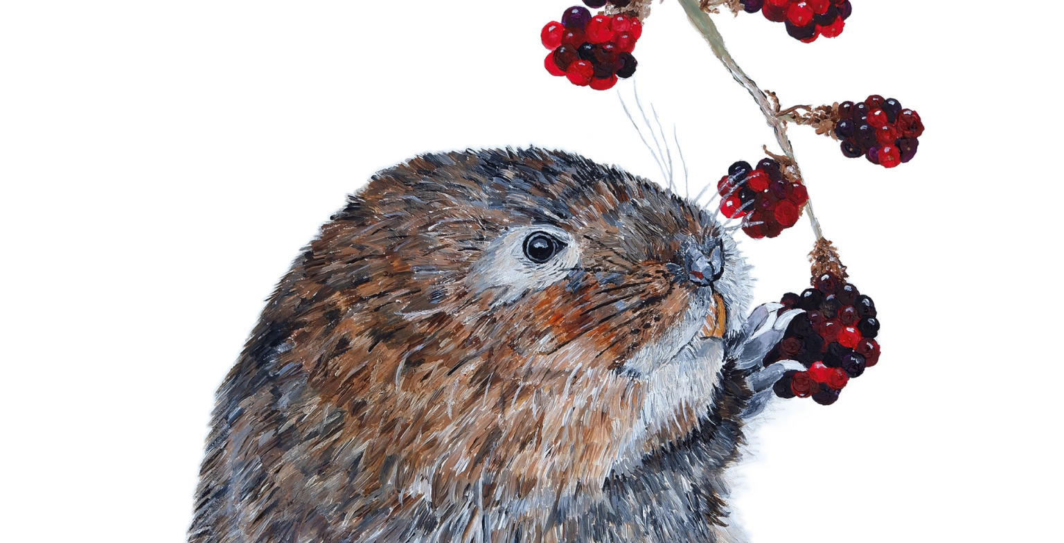 Water vole - Surrey Hills National Landscape