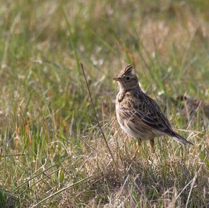 Ground nesting bird season - Surrey Hills National Landscape
