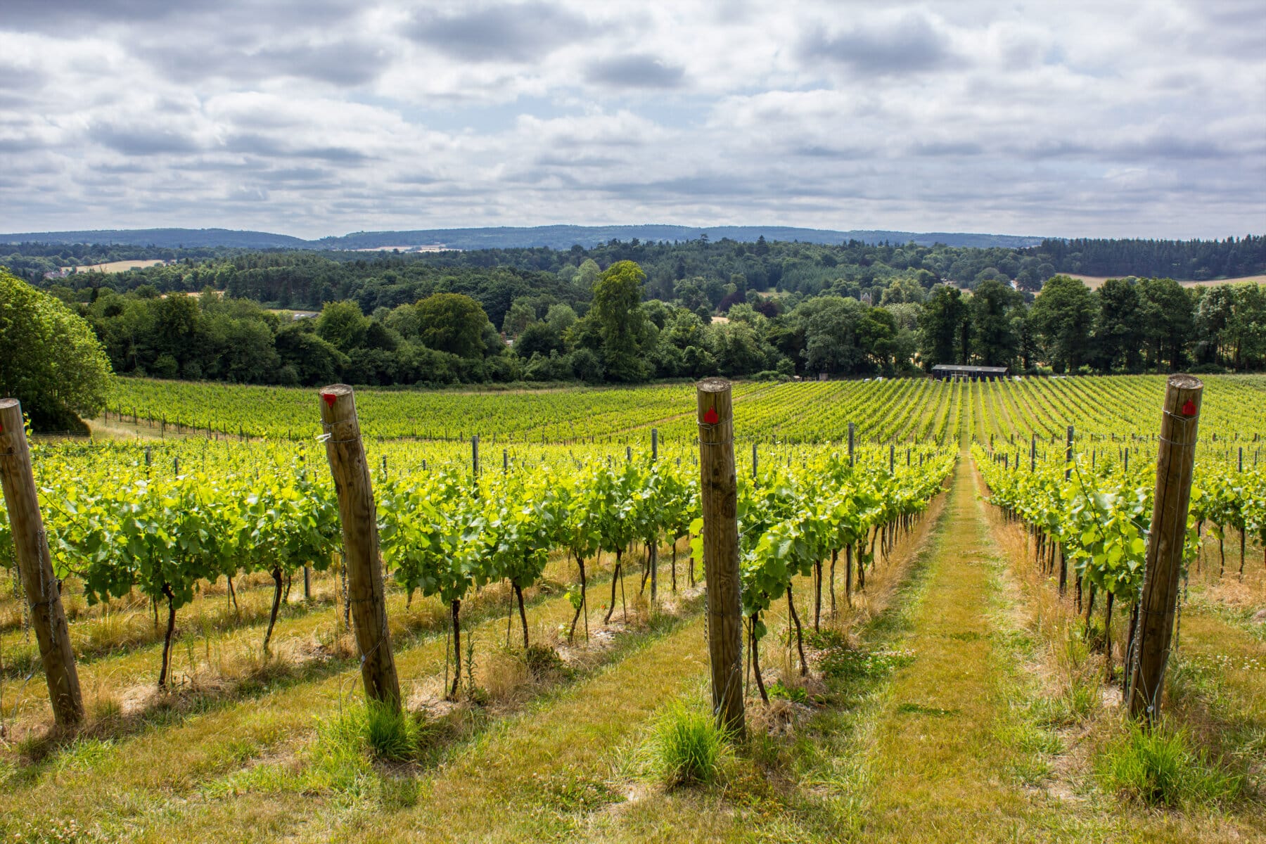 Wine Vineyards | ppgbbe.intranet.biologia.ufrj.br