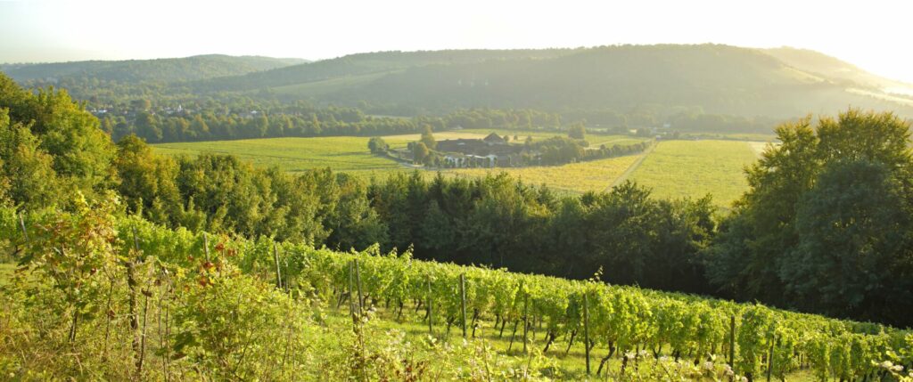 Denbies Wine Estate becomes first UK vineyard and winery to produce ...