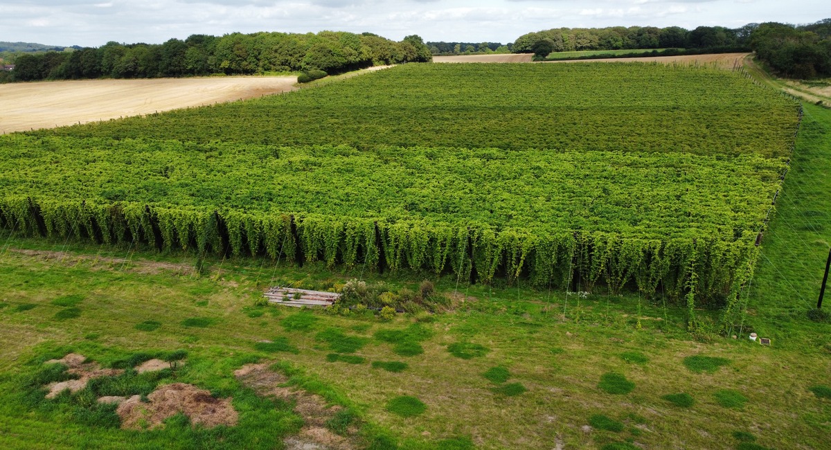 Hogs Back Brewery Hop Garden Tour - Surrey Hills National Landscape