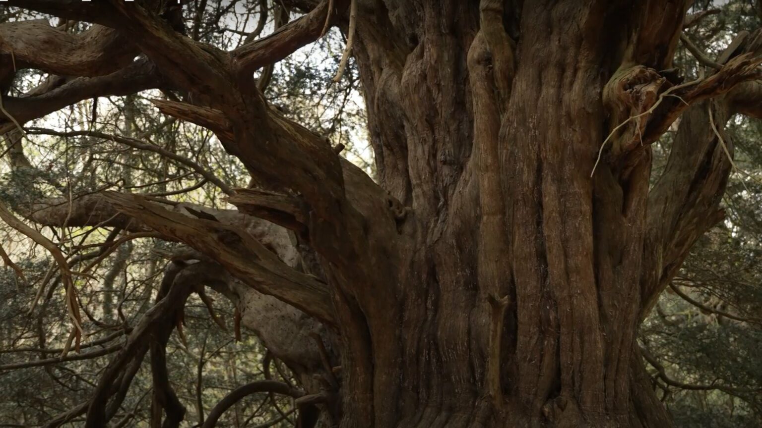 Inspiring Young Minds to Celebrate Surrey’s Ancient Trees - Surrey ...
