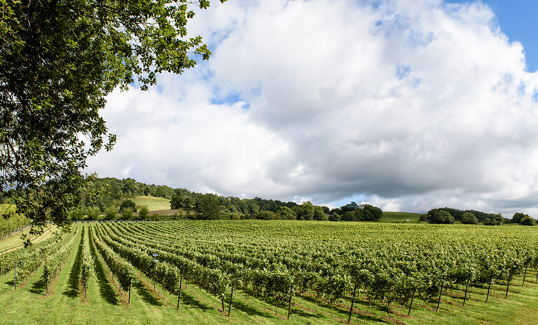 Chilworth Manor Vineyard - Surrey Hills National Landscape