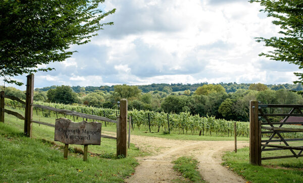 Chilworth Manor Vineyard - Surrey Hills National Landscape