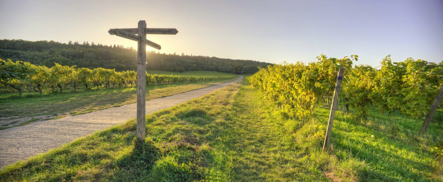 Denbies Wine Estate - Surrey Hills National Landscape