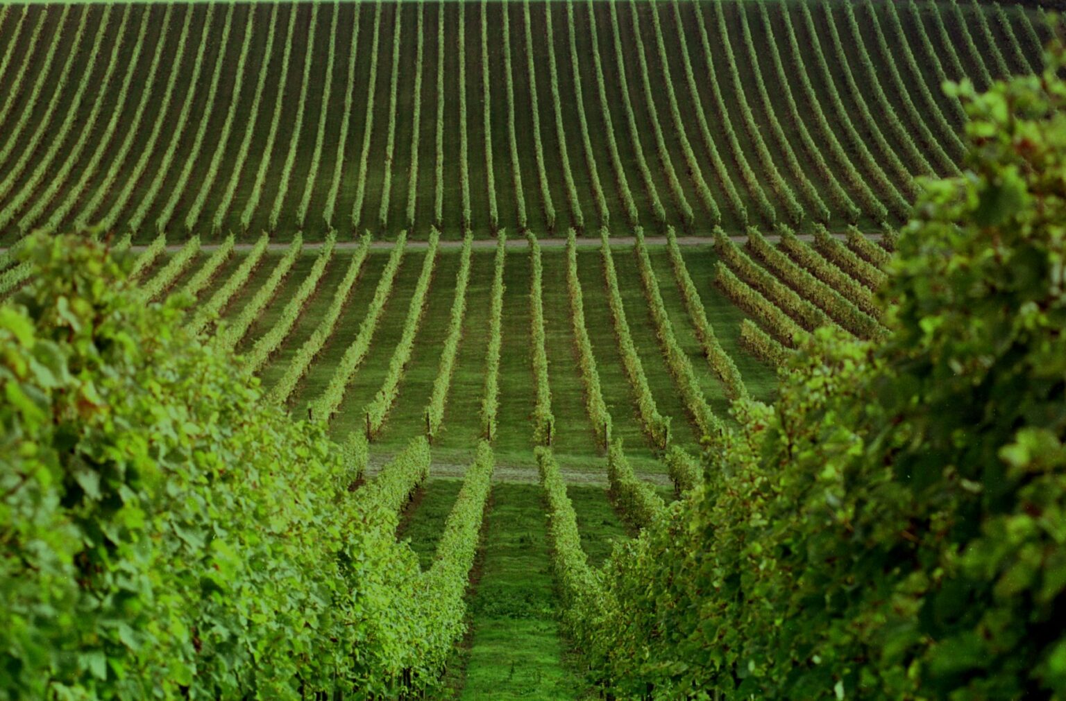 Denbies Wine Estate - Surrey Hills National Landscape