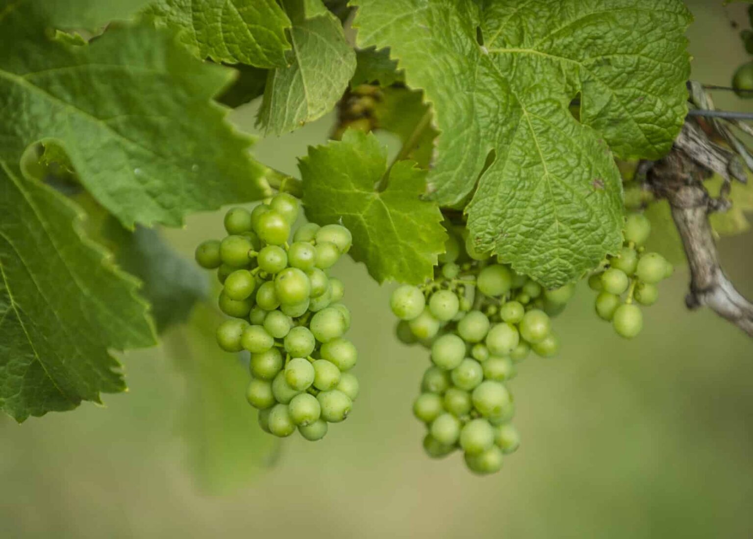 Denbies Wine Estate - Surrey Hills National Landscape