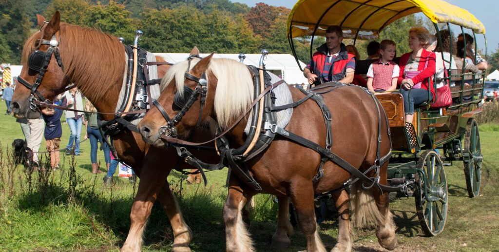 Surrey Hills Wood Fair 2025 - Surrey Hills National Landscape