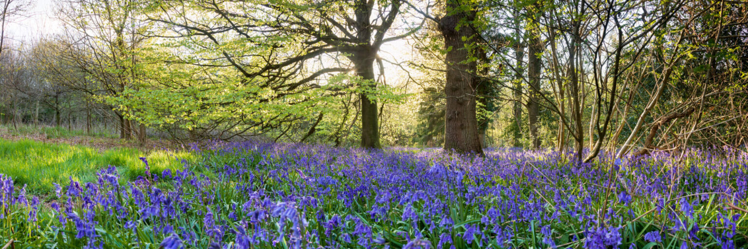 Surrey Hills National Landscape