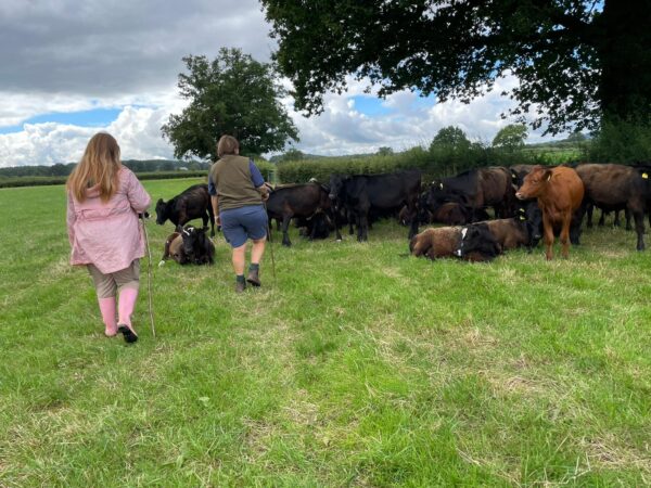 Helping on the farm reaps mental health benefits - Surrey Hills ...